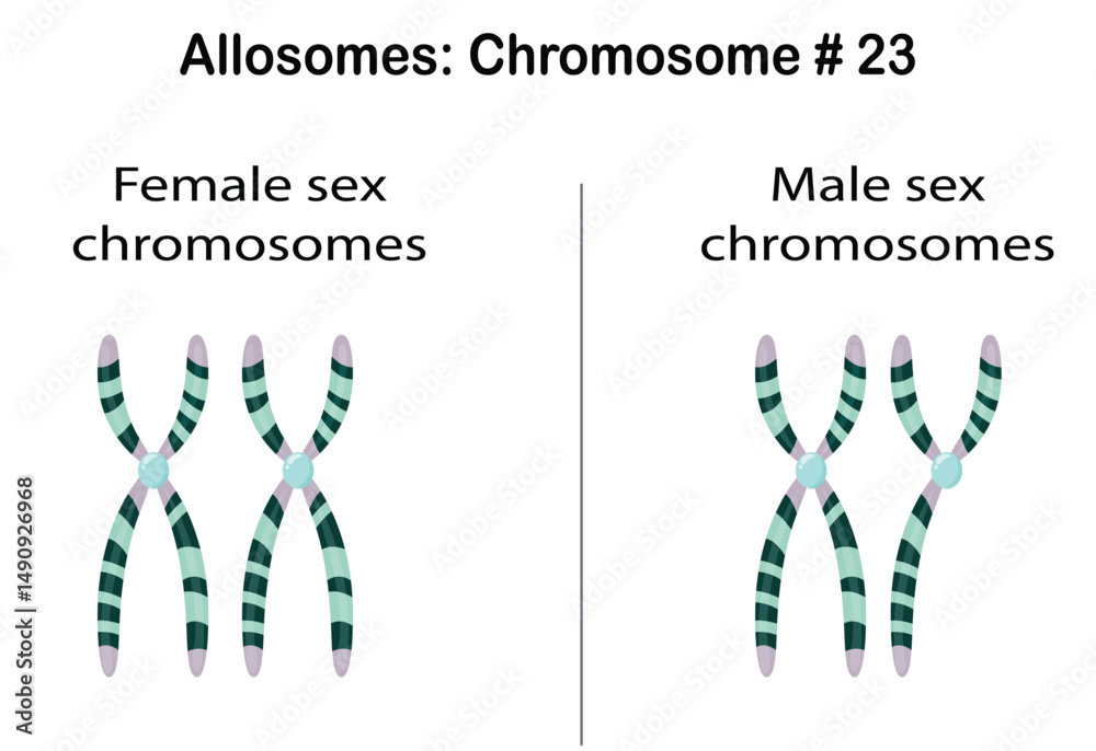 Sex chromome structure. Females have 2 X chromosomes and males an X and ...