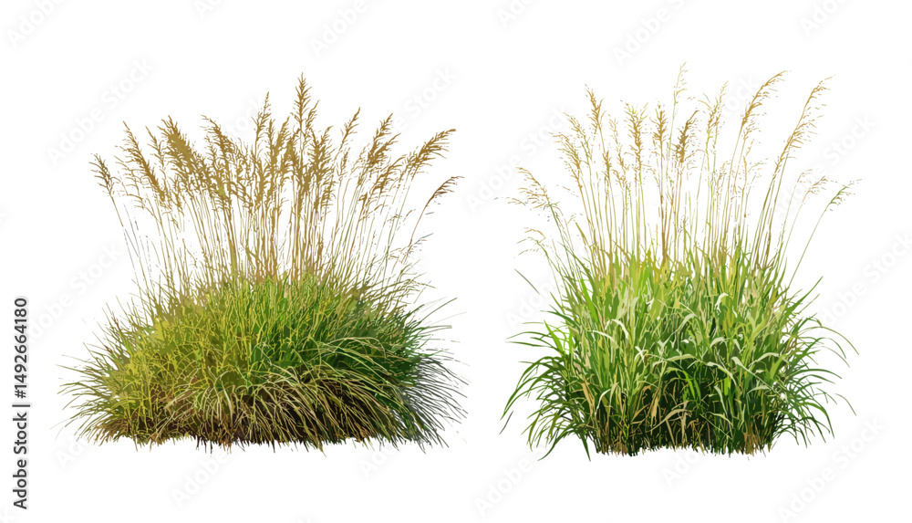 Isolated Panicum virgatum switchgrass and Stipa capillata vector ...