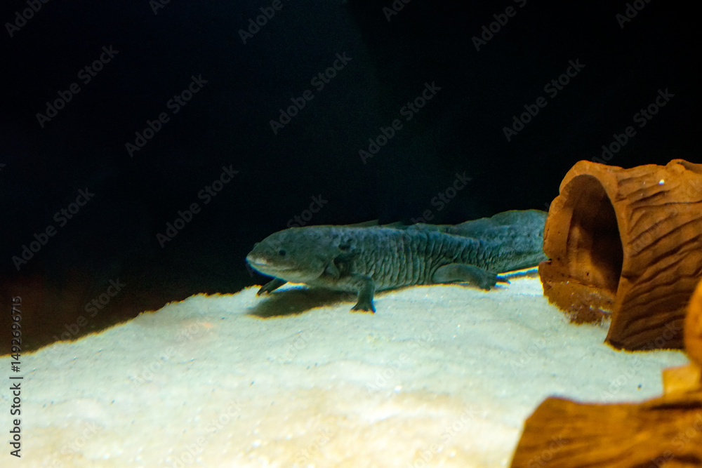 Larval salamander. Axolotl in a Water Tank. An axolotl stares curiously ...