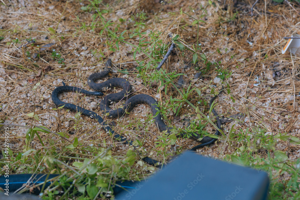 Several black grass snakes in their natural habitat. Wildlife, reptiles ...