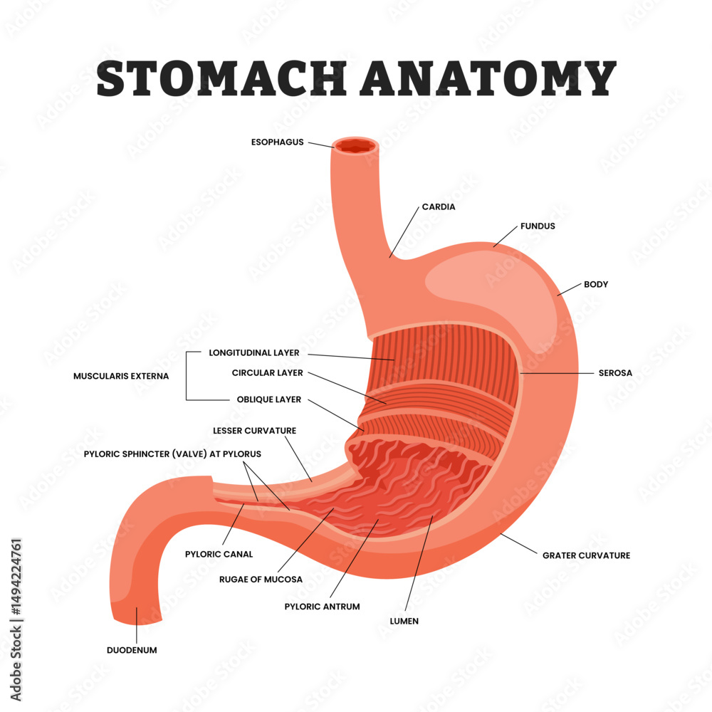 Stomach anatomy structure diagram layers, educational medical poster ...