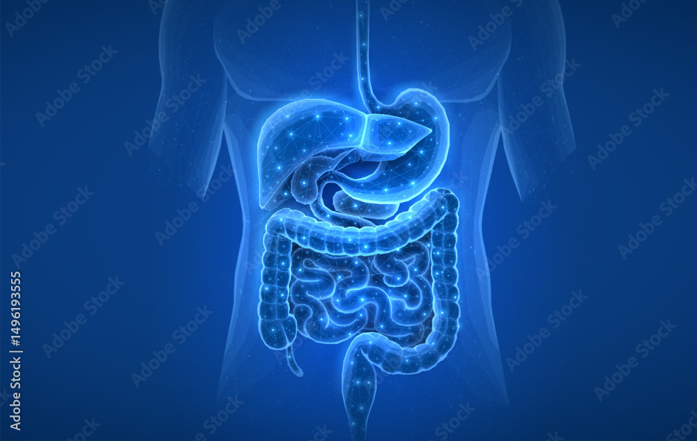 Abstract wireframe intestinal human digestive system. Gut health, bowel ...