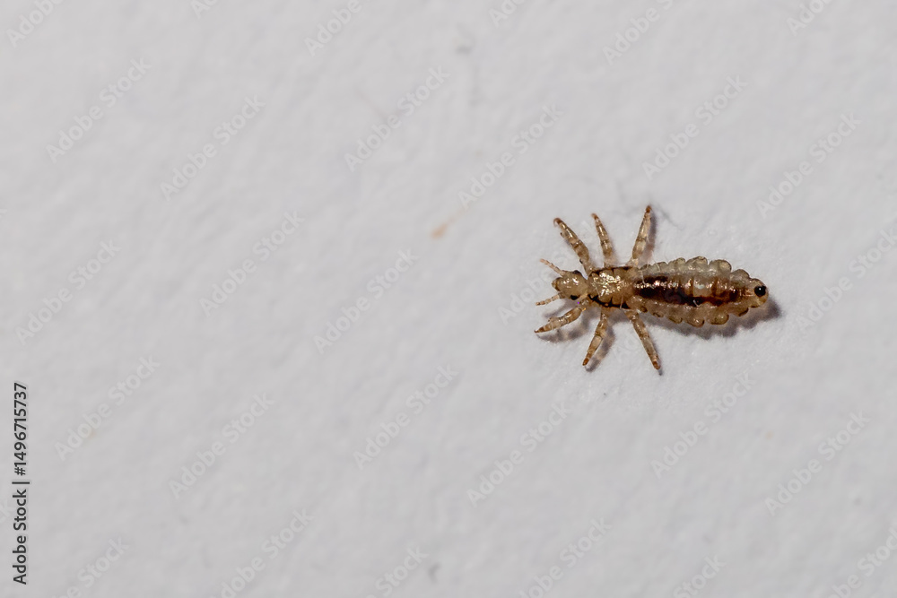 Foto de Stock Lice, louse, head louse, pediculus humanus capitis, children's bug, ectoparasite ...