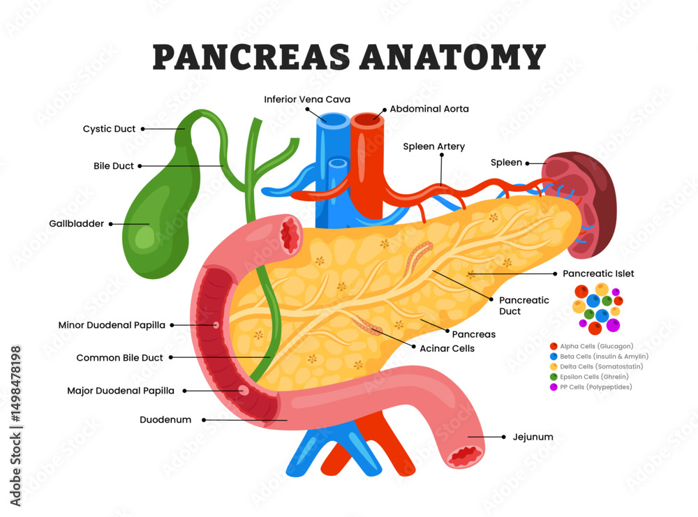 Pancreas anatomy structure diagram, educational medical poster design ...