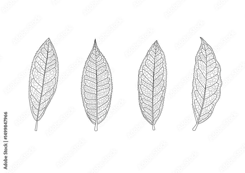 tea leaves line single leaf and leaf pattern black bring to color ...