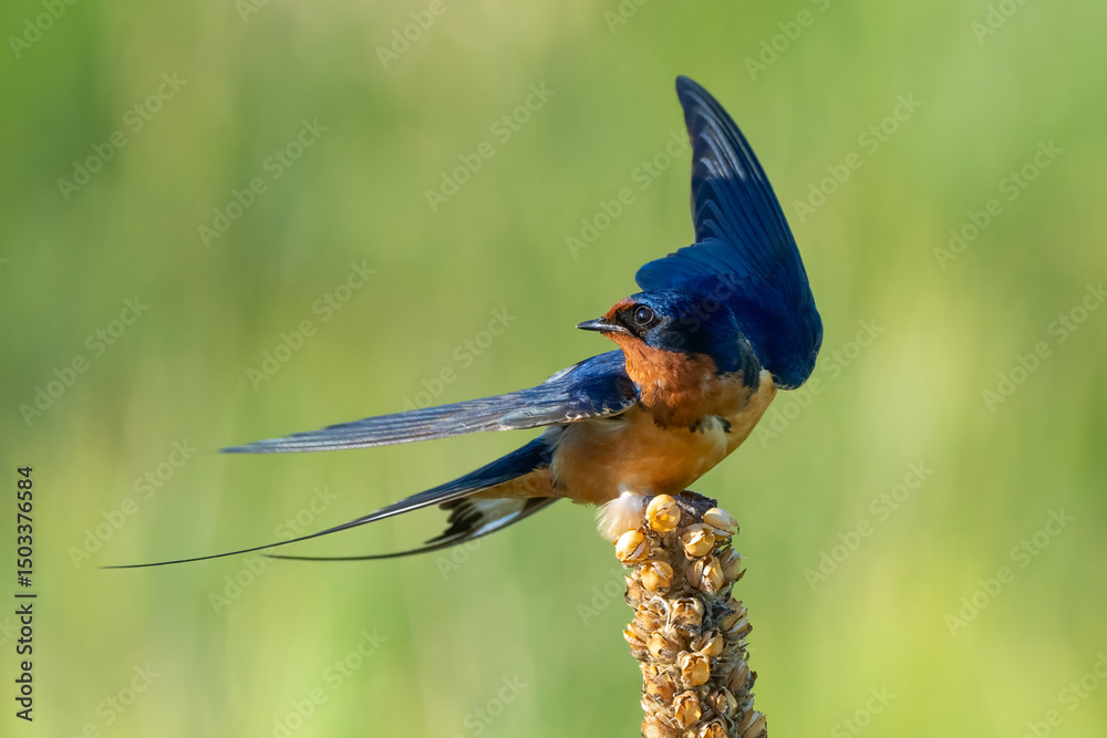 Beautiful Barn Swallow Dancing (spreading wing) in the spring Stock ...