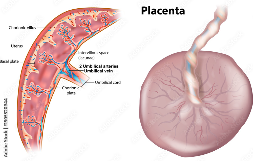 Medical Illustration of Human Placenta Cross-Section and Structure ...