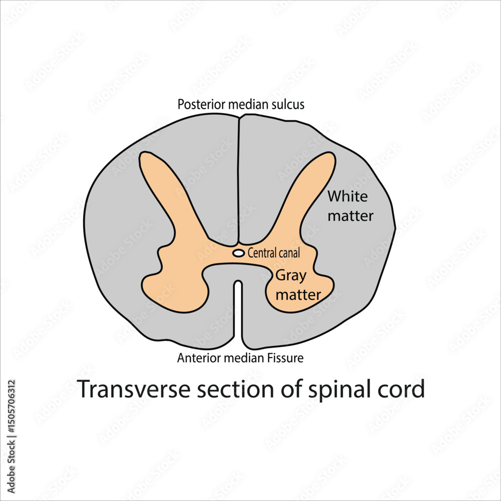 Transverse Section of the Spinal Cord Anatomical Diagram Stock Vector ...