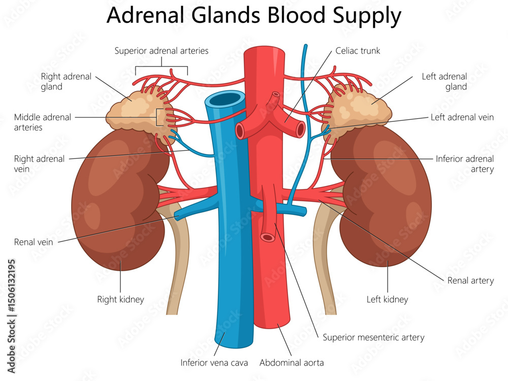 blood vessels connected to the adrenal glands, kidneys, and surrounding ...
