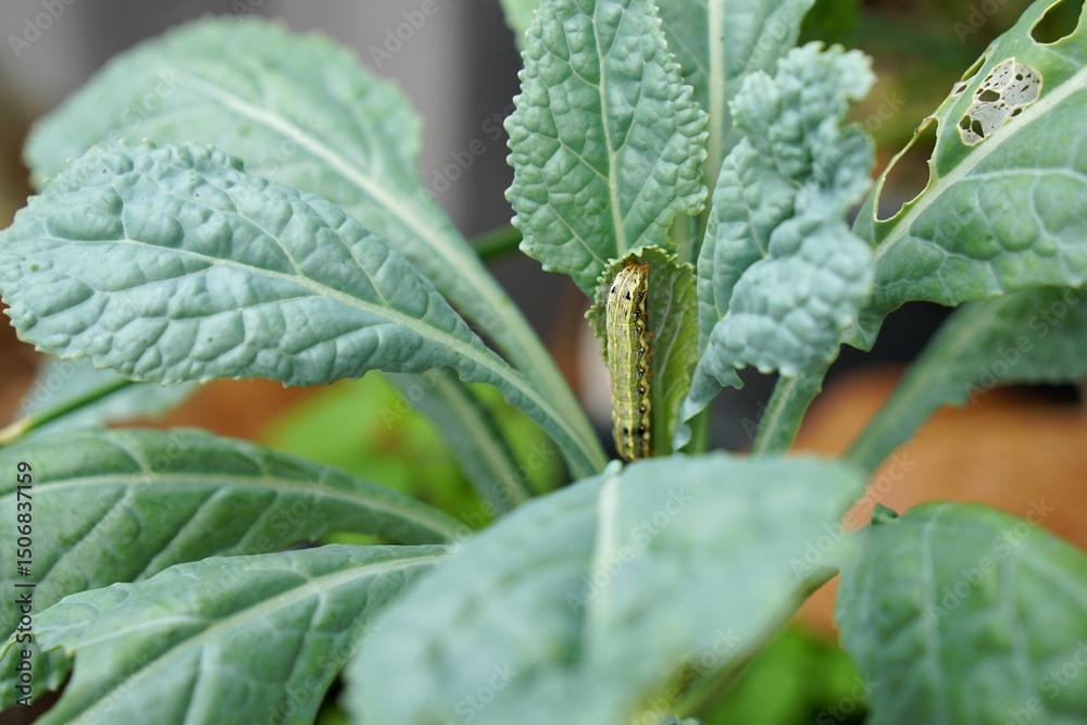 Common Cutworm (Spodoptera litura) on kale leaves. Pest control in ...