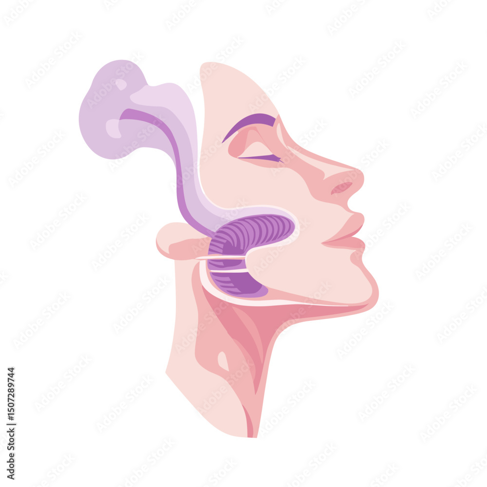 Detailed Salivary Gland Anatomy Illustration of Human Face with Parotid ...