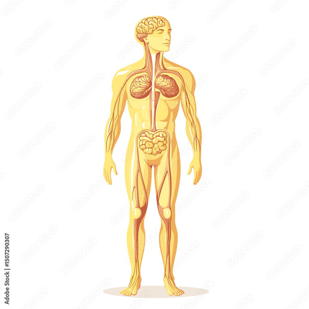 Full Body Lymphatic System Anatomical Illustration Showing Vessels and ...