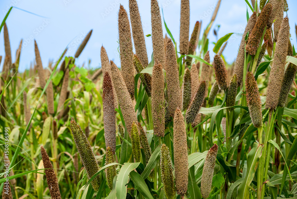 fields of pearl millets (bajra). processing farm. lovely view of millet ...