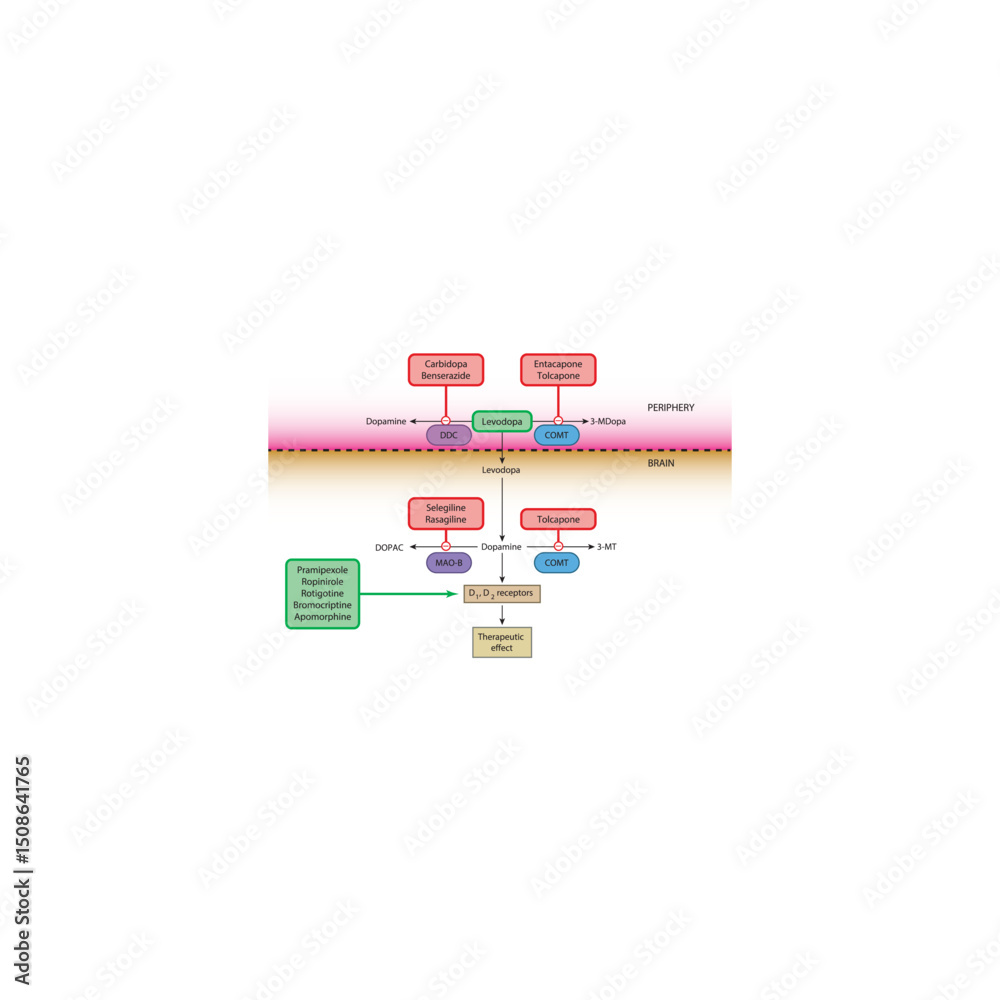 Mechanism of Dopaminergic Drugs in Parkinson’s Disease: Levodopa ...