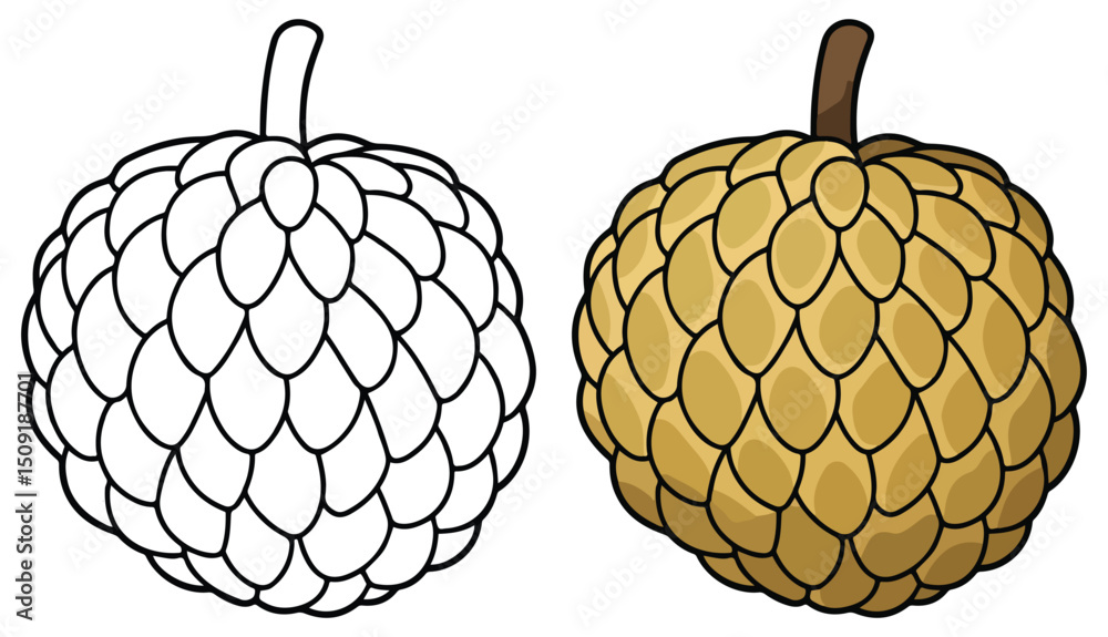 Custard Apple Fruit Line Art Vector Outline Illustration Black and ...