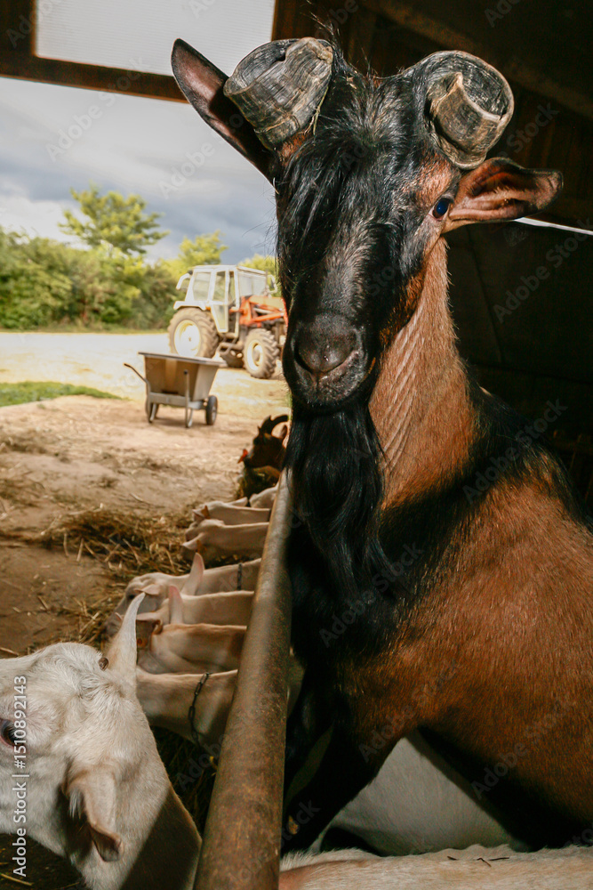 Poitou, France: goat farm, stables in the barn, goat cheese making, the ...
