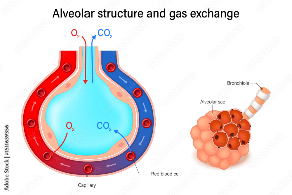 Alveolar structure and gas exchange in alveoli. Alveolus oxygen and ...