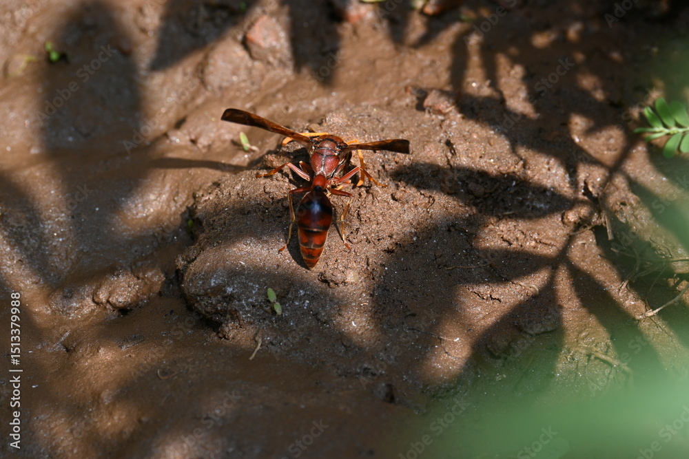 Yellow paper wasp. Its other names variegated paper wasp and Polistes ...