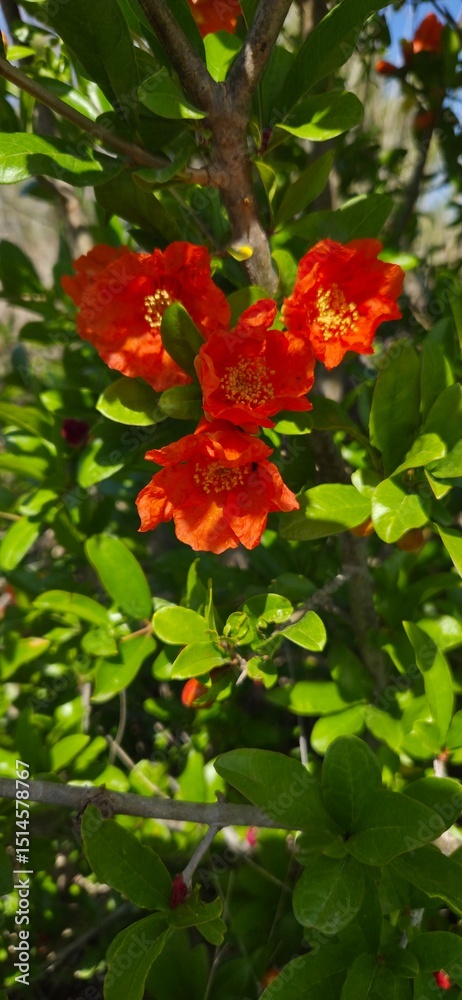 Foto de Stock Detalle de la Flor de la Granada Punica granatum, llamado ...