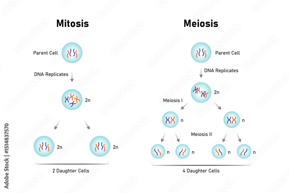 types of Cell Division, Meiosis and Mitosis Science Design. Vector ...