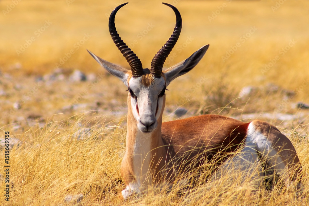 Foto de Stock Graceful springbok antelope standing in golden grassland ...