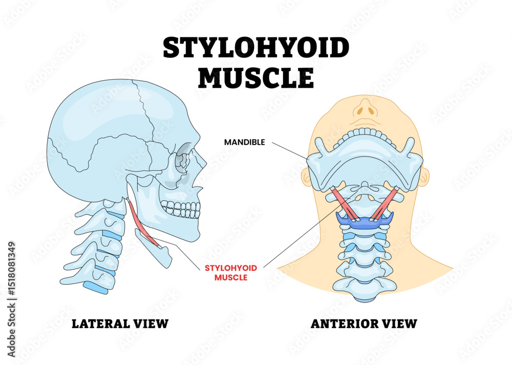 Stylohyoid Muscle Bone Skull Head Anatomy Structure Diagram with ...