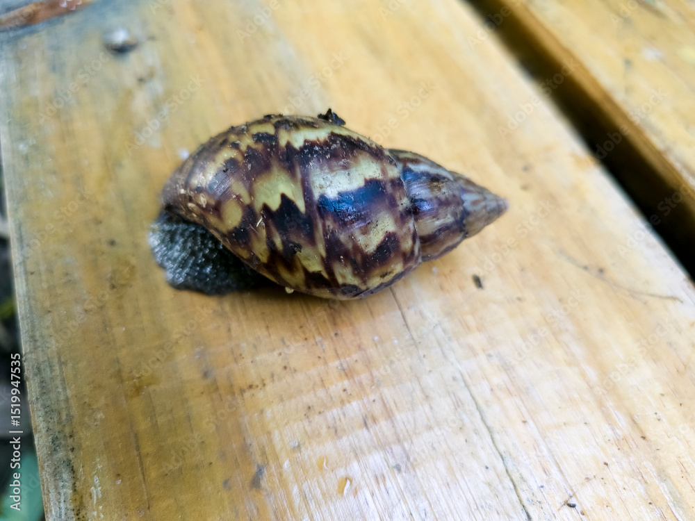 El caracol gigante africano es una especie de caracol terrestre de la ...