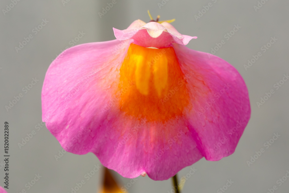 Flower of Utricularia x 'Jitka' (U. quelchii x U. pratermissa) Stock ...