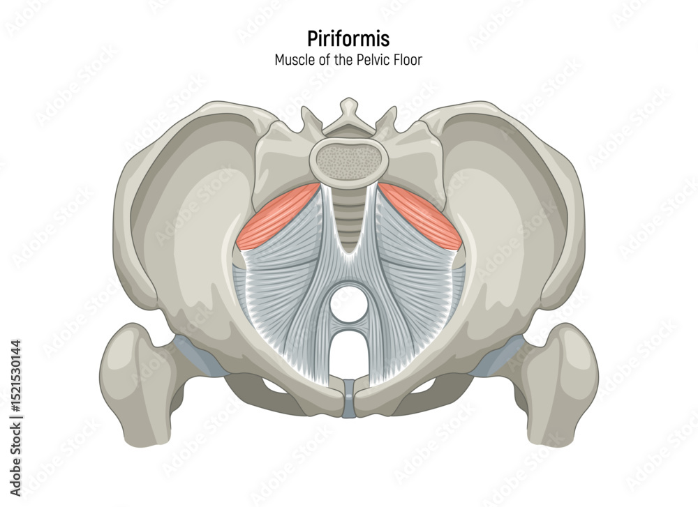 Muscle of the Pelvic Floor anatomical diagram. Pubococcygeus ...