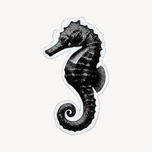 Vintage Seahorse Drawing Collage Free Stock Photo - Public Domain Pictures