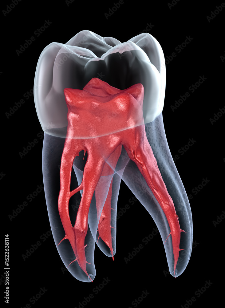 Dental root anatomy - First maxillary molar tooth. Dental 3D ...