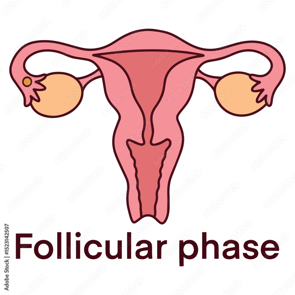 Diagram of uterus and ovaries in follicular phase of menstrual cycle. Shows development of ...