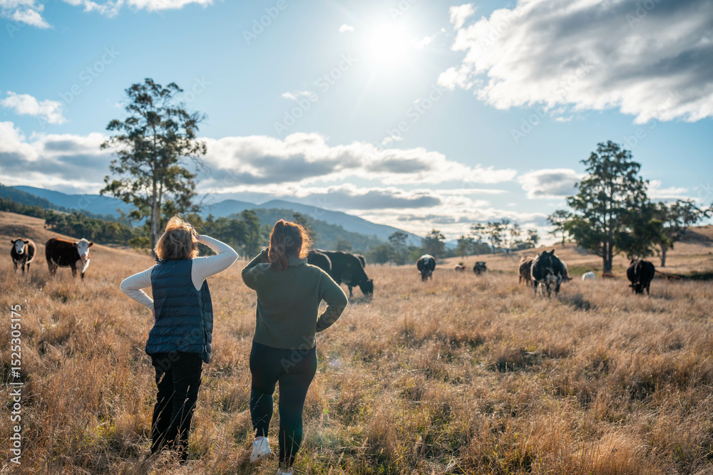 Stock-Foto „female australian farmer working in stock yards with a herd ...