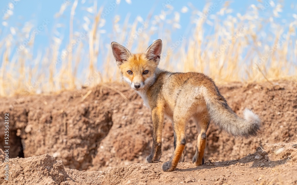 Red Fox (Vulpes vulpes) is a common species in Turkey. They usually ...