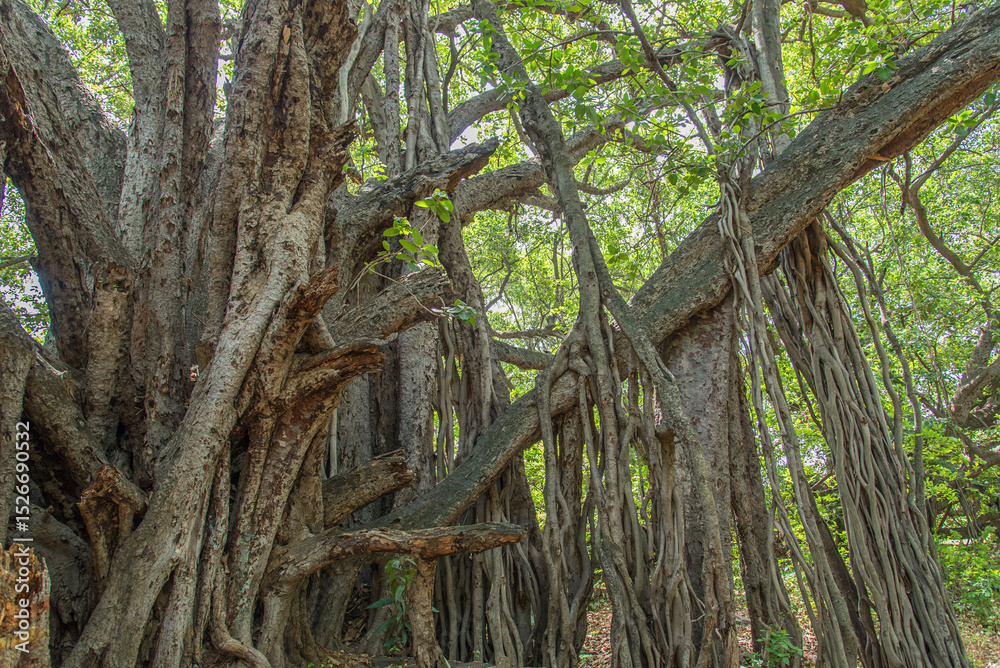 Banyan tree, Big, huge, giant, This is one of the oldest and largest ...