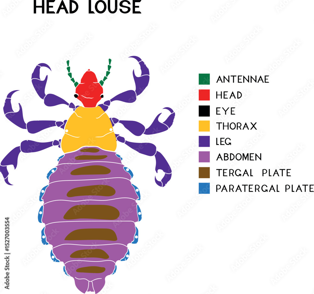 Стоковое векторное изображение «Diagram of the body parts of female ...
