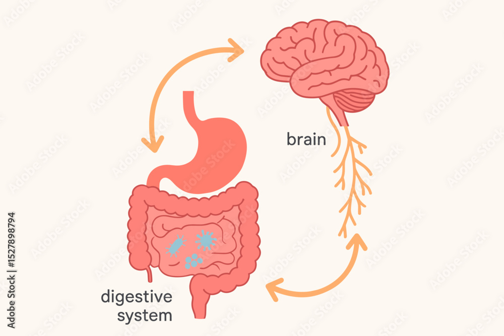 Gut-brain axis vector illustration. Medical diagram of the connection and communication between ...