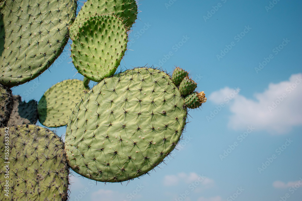 Imagen horizontal de un nopal con tunas floreciendo en el desierto de ...