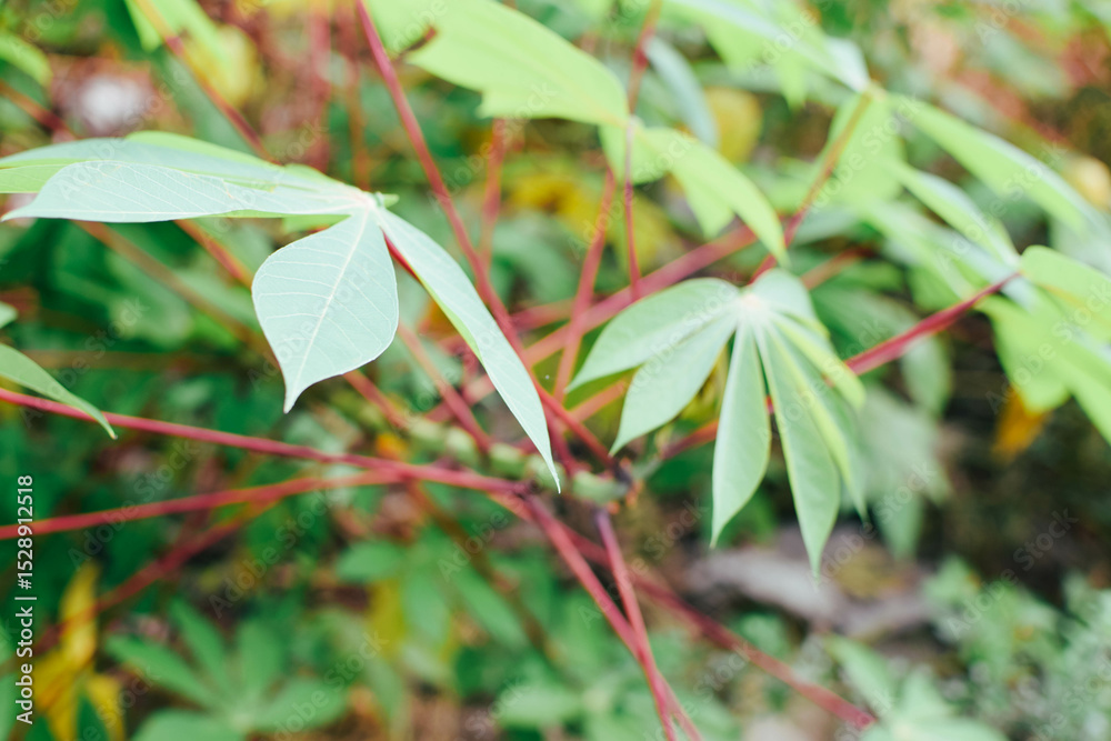 Fotografie Cassava Plant (Manihot esculenta) with Manyokka Leaves ...