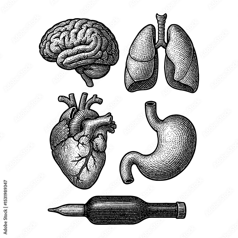 Human Anatomy Set Brain Lungs Heart Stomach Vial Black and White ...