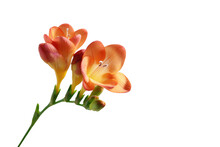 Two Orange Freesia Flowers Free Stock Photo - Public Domain Pictures