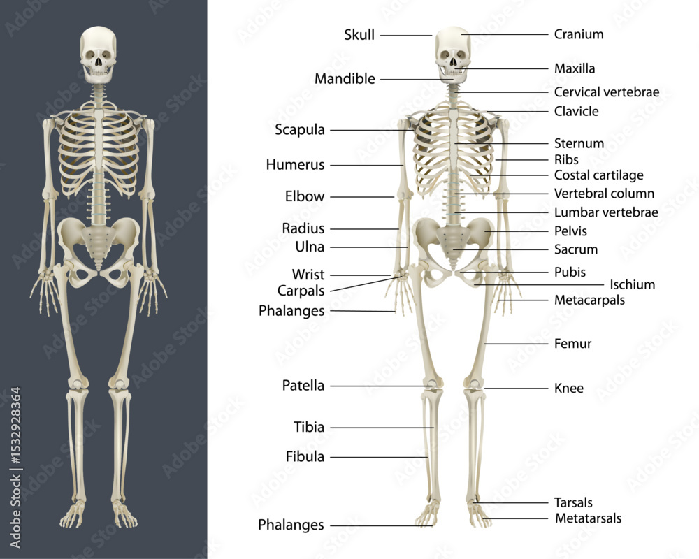 Human Skeleton with labels, Printable human skeleton diagram Stock ...
