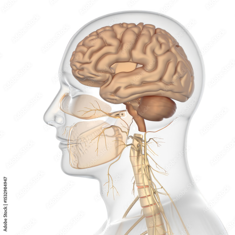 Human Brain Anatomy Detailed Illustration of the Cerebrum, Cerebellum ...