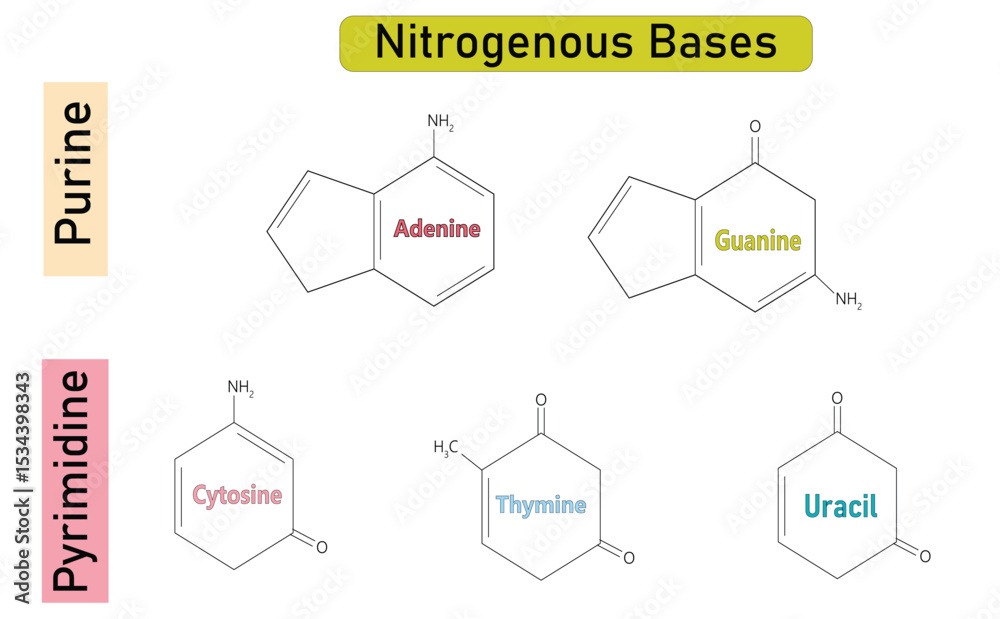 Nitrogenous Bases in DNA and RNA: Purines (Adenine, Guanine) vs ...