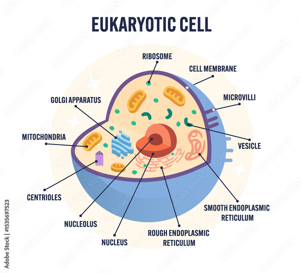 Detailed animal eukaryotic cell diagram with label organelles including ...