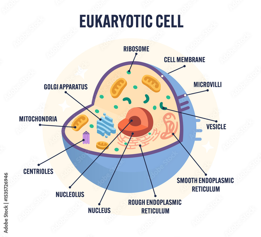 Detailed animal eukaryotic cell diagram with labelled organelles ...