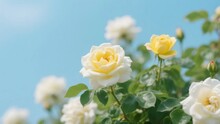 Off White And Yellow Gradient Rose Free Stock Photo - Public Domain ...