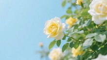 Off White And Yellow Gradient Rose Free Stock Photo - Public Domain ...