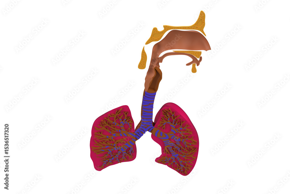 Scientific Biological System Illustration: Human Respiratory Anatomy ...