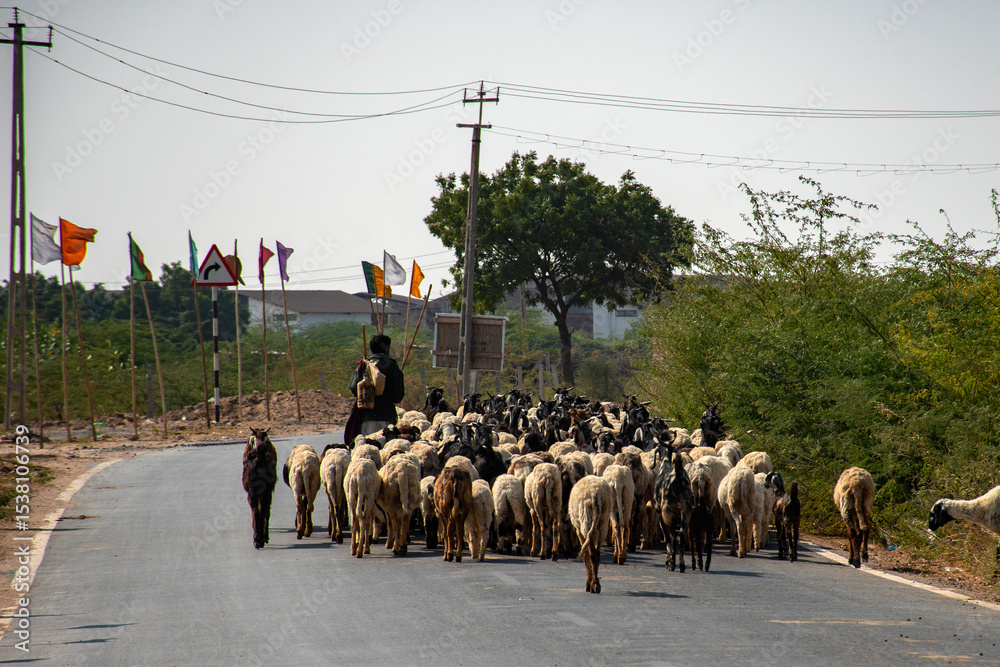 Tribal Shepherd of Kutch in Traditional Dress Guiding His Herd of Sheep ...